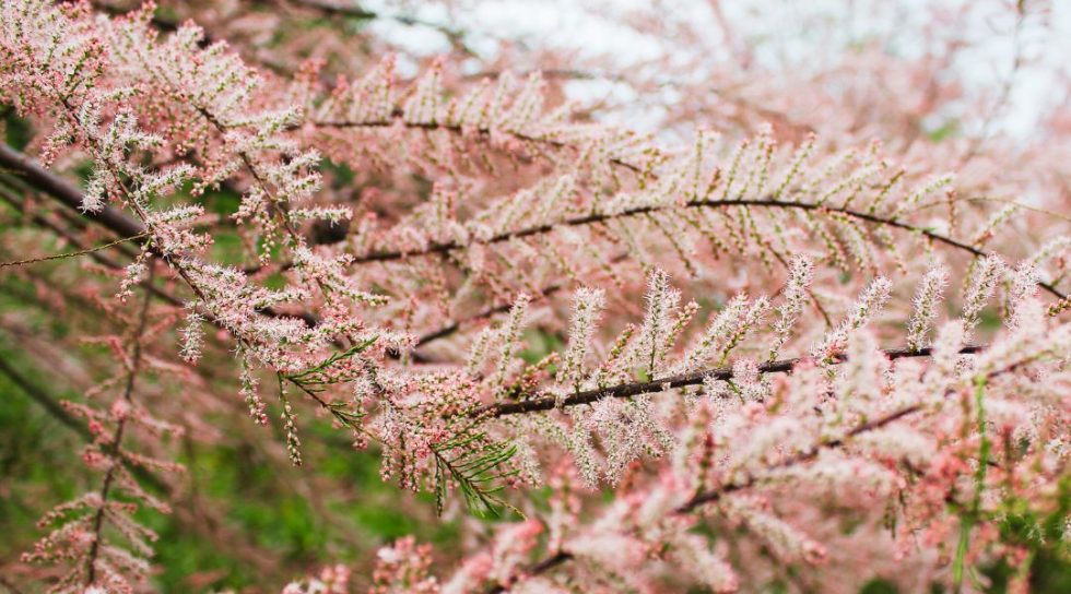 Tamaris : Guide De Culture D'un Arbuste Facile | Mon Jardin Sec