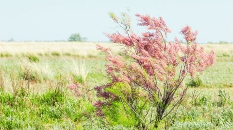Tamaris : Guide De Culture D'un Arbuste Facile | Mon Jardin Sec