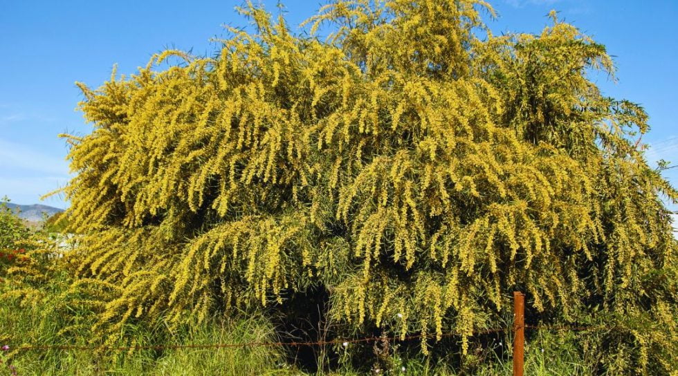 Le Mimosa, Culture En Jardin Sec : Guide Complet | Mon Jardin Sec